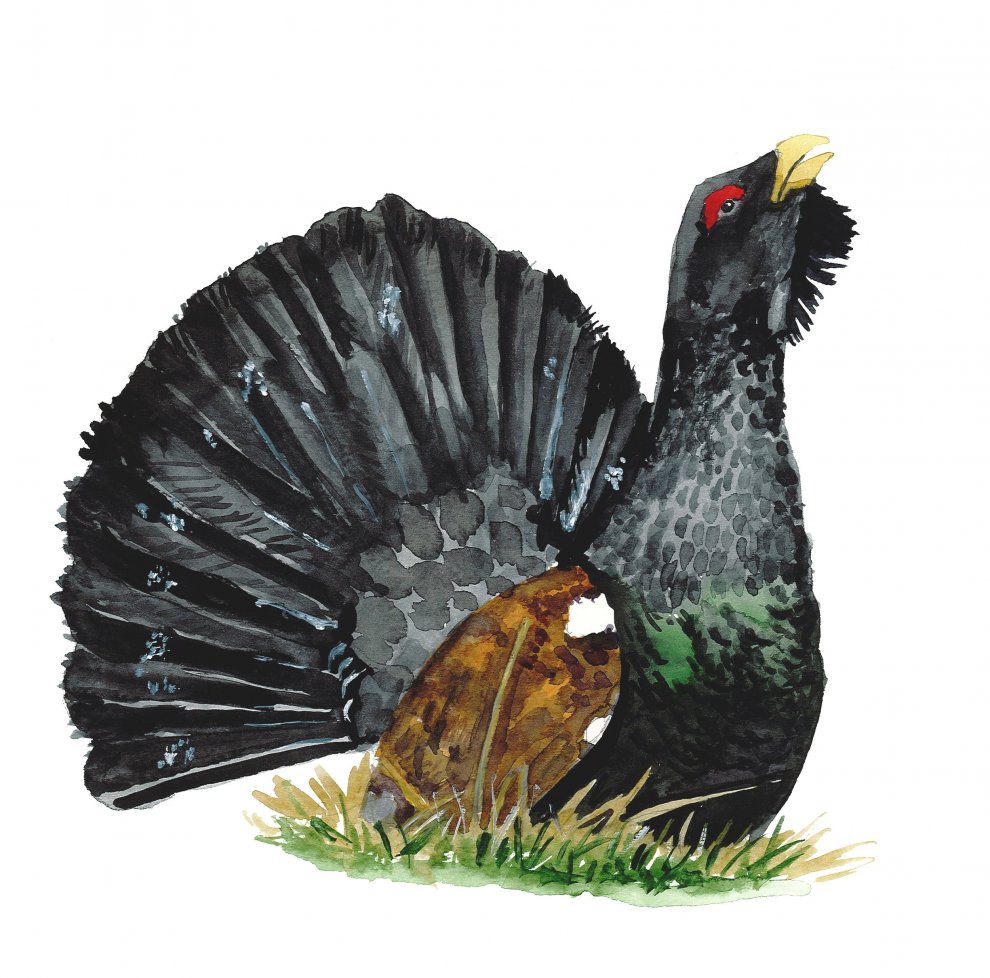 Dabas izziņas objekta «5 meža putni» atklāšana : Aktualitātes : Jaunumi ...